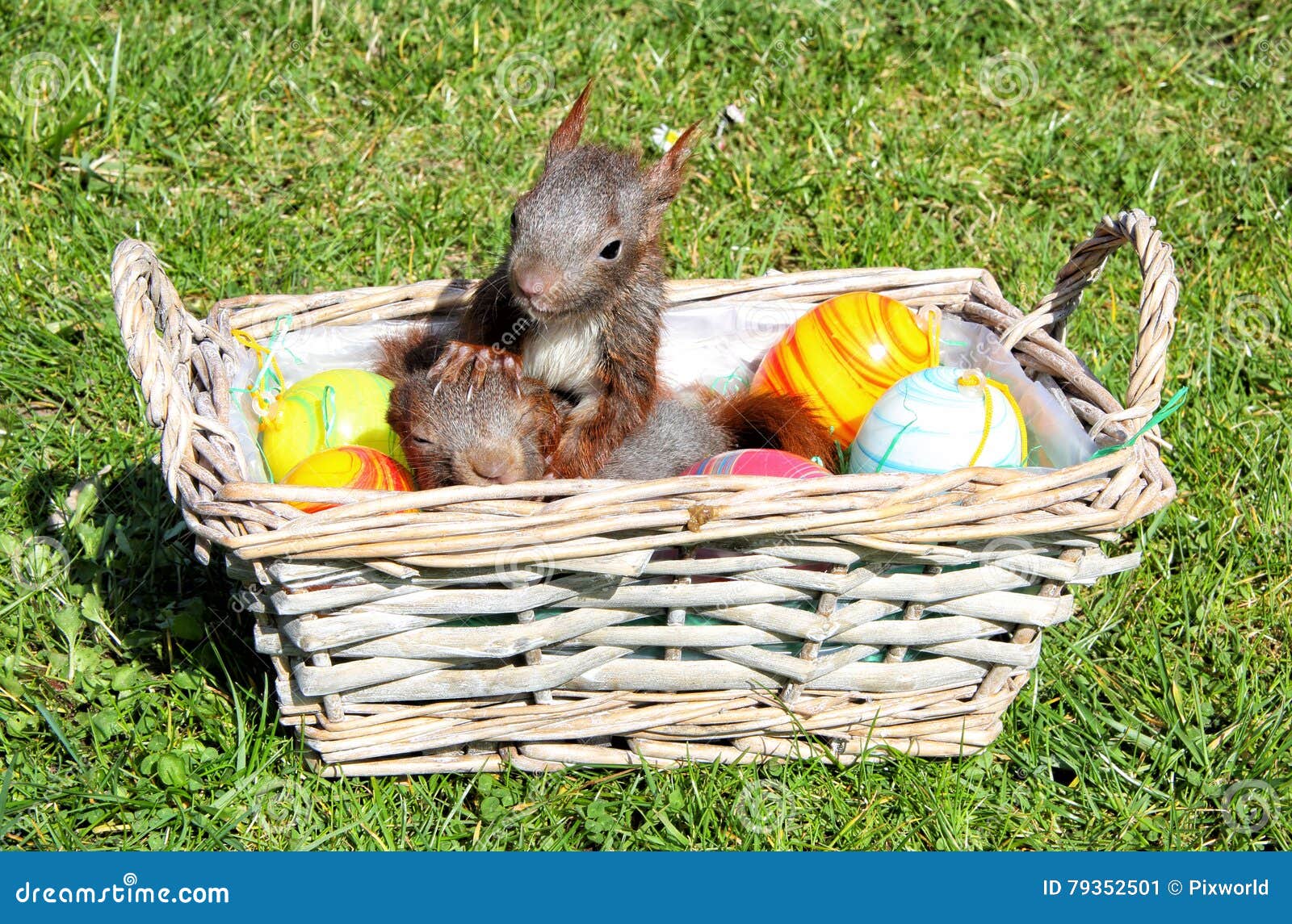 Easter Squirrel stock image. Image of black, tree, playing - 79352501