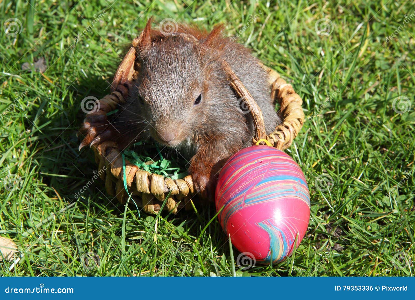 Easter Squirrel stock photo. Image of young, black, grass - 79353336