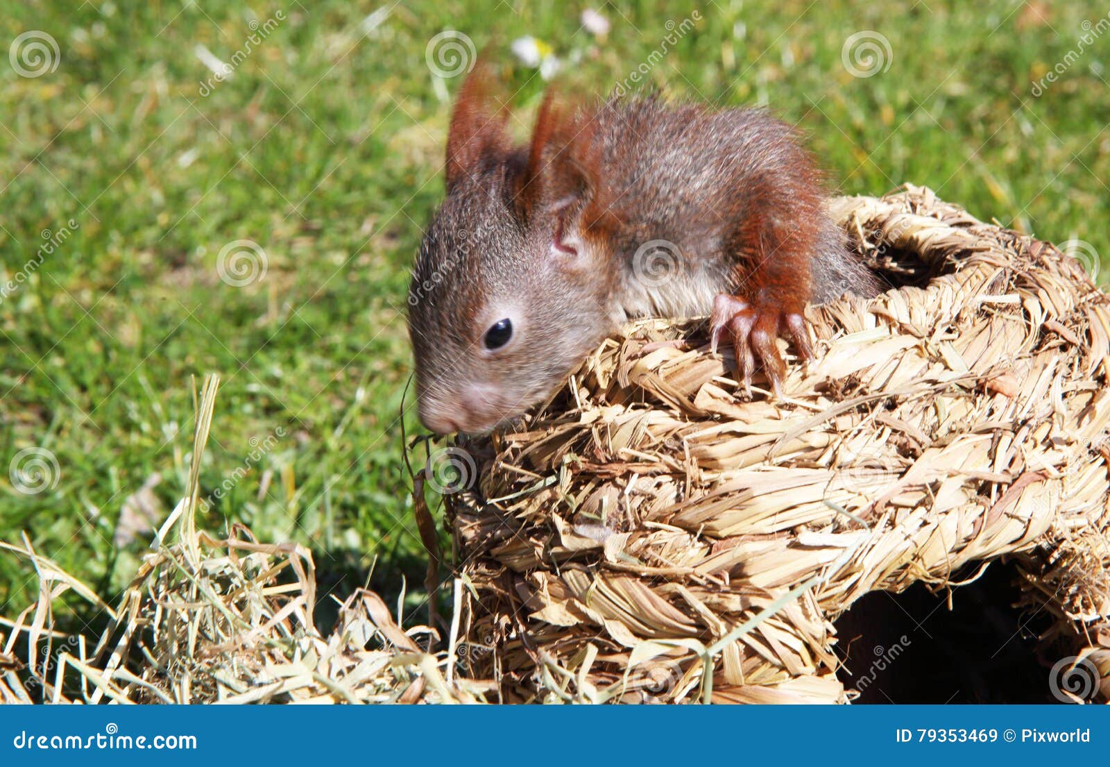 Easter Squirrel stock image. Image of leaves, squirrels - 79353469