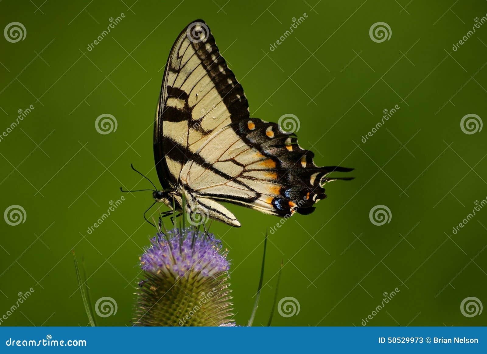 Eastern Swallowtail Butterfly Stock Image - Image of swallowtail ...