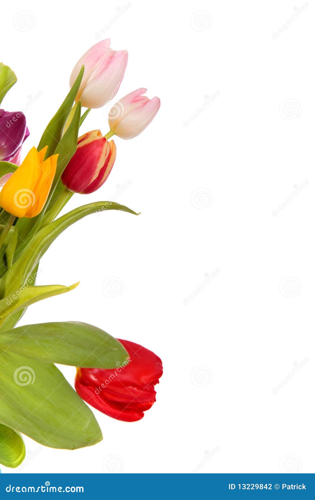Easter tulips border stock photo. Image of seasonal, tulipa - 13229842