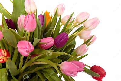 Easter tulips border stock image. Image of flower, flora - 13248515