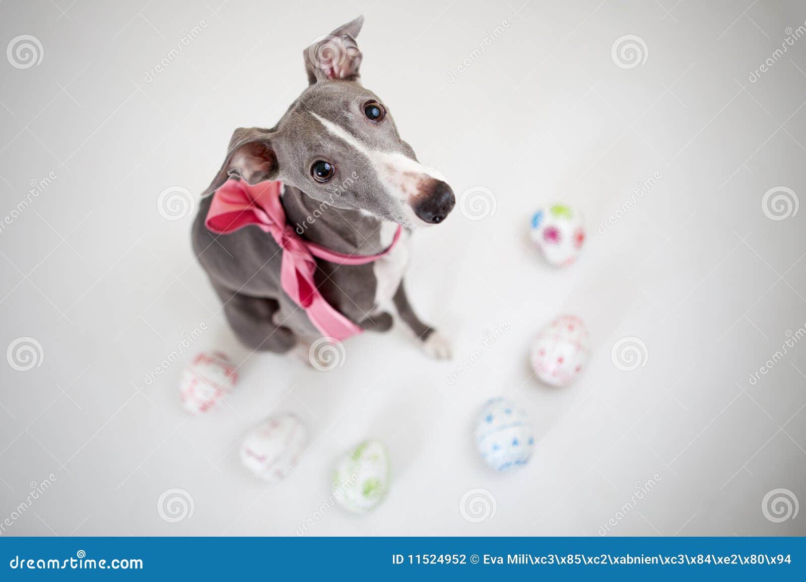 Easter whippet stock photo. Image of paited, shot, pink - 11524952