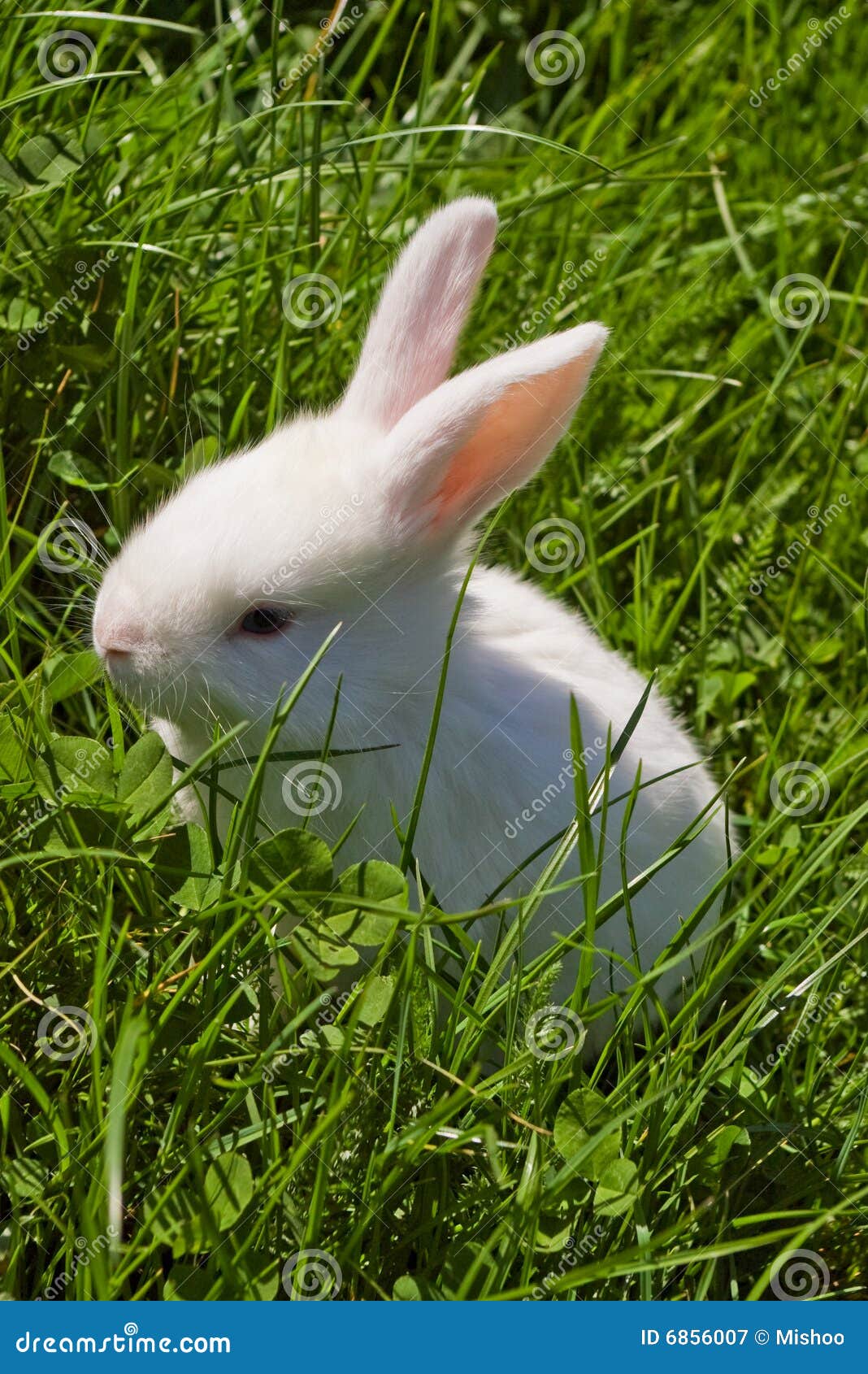 Easter white bunny stock image. Image of white, furry - 6856007