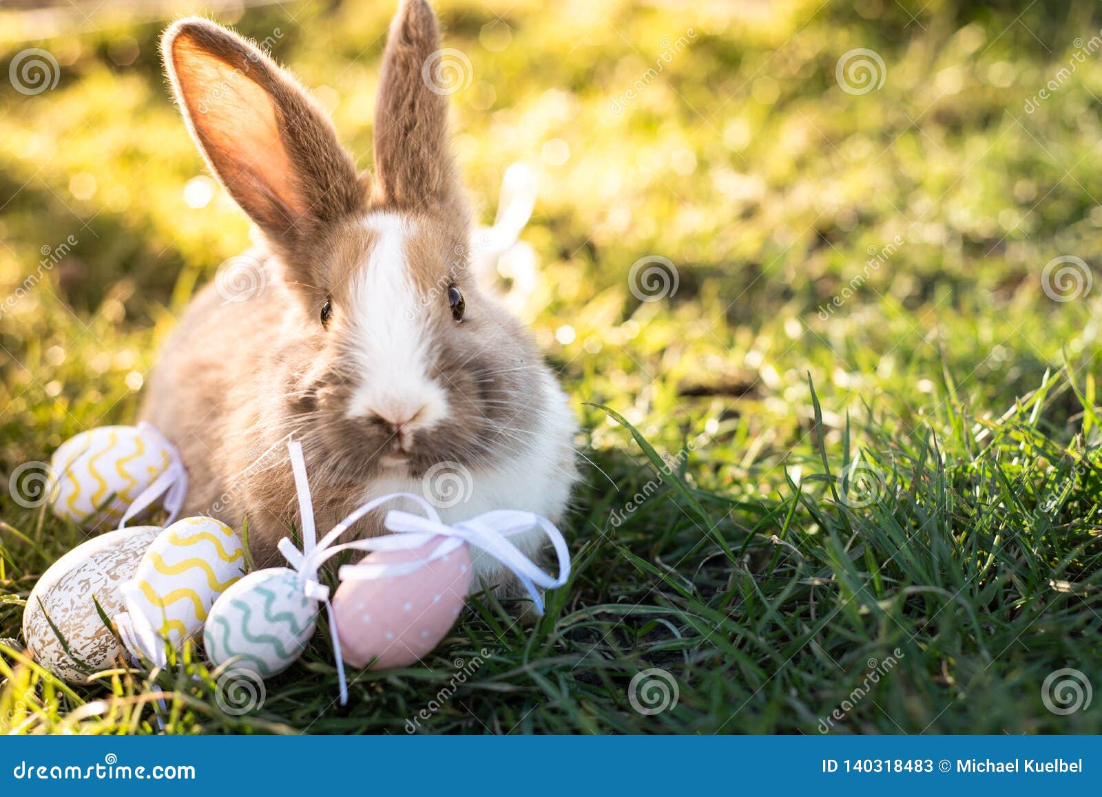 Easter White Bunny with Easter Eggs Sitting in the Grass Stock Image ...