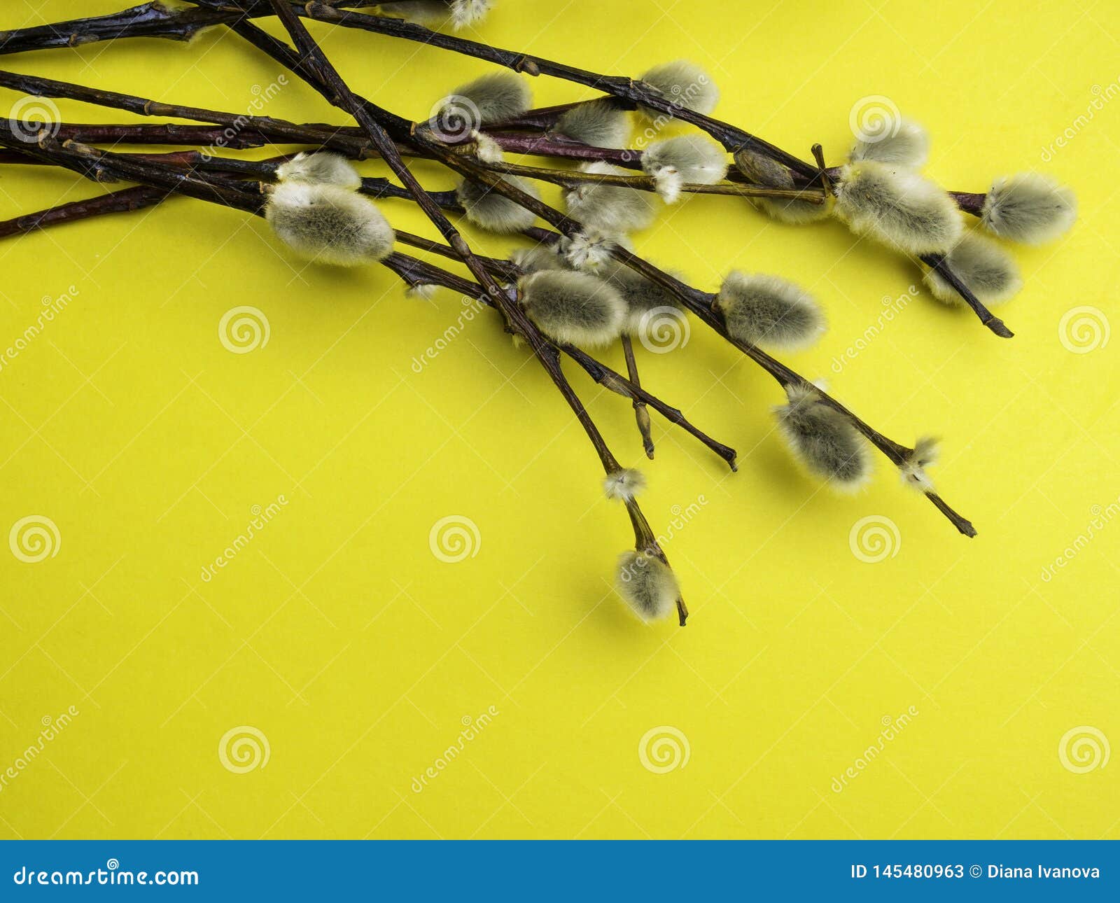 Easter Willow Twigs on Yellow Background Stock Image - Image of nature ...