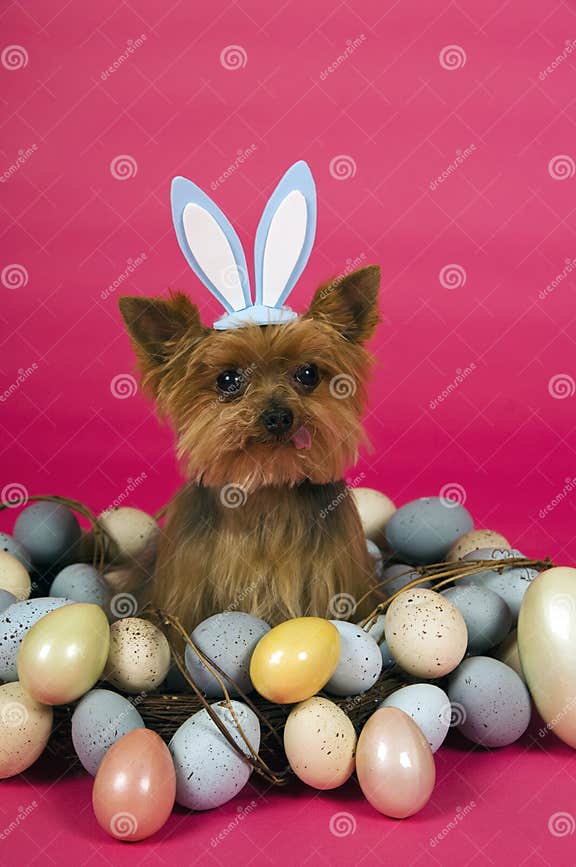Easter Yorkshire Terrier Dog Stock Photo - Image of easter, ears: 15566874