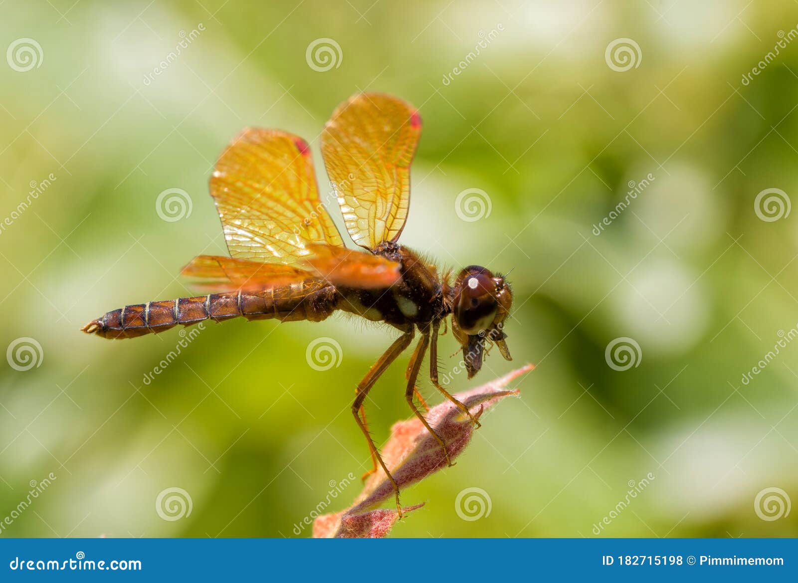 Eastern Amberwing Dragonfly Eating a Bug Stock Photo - Image of ...