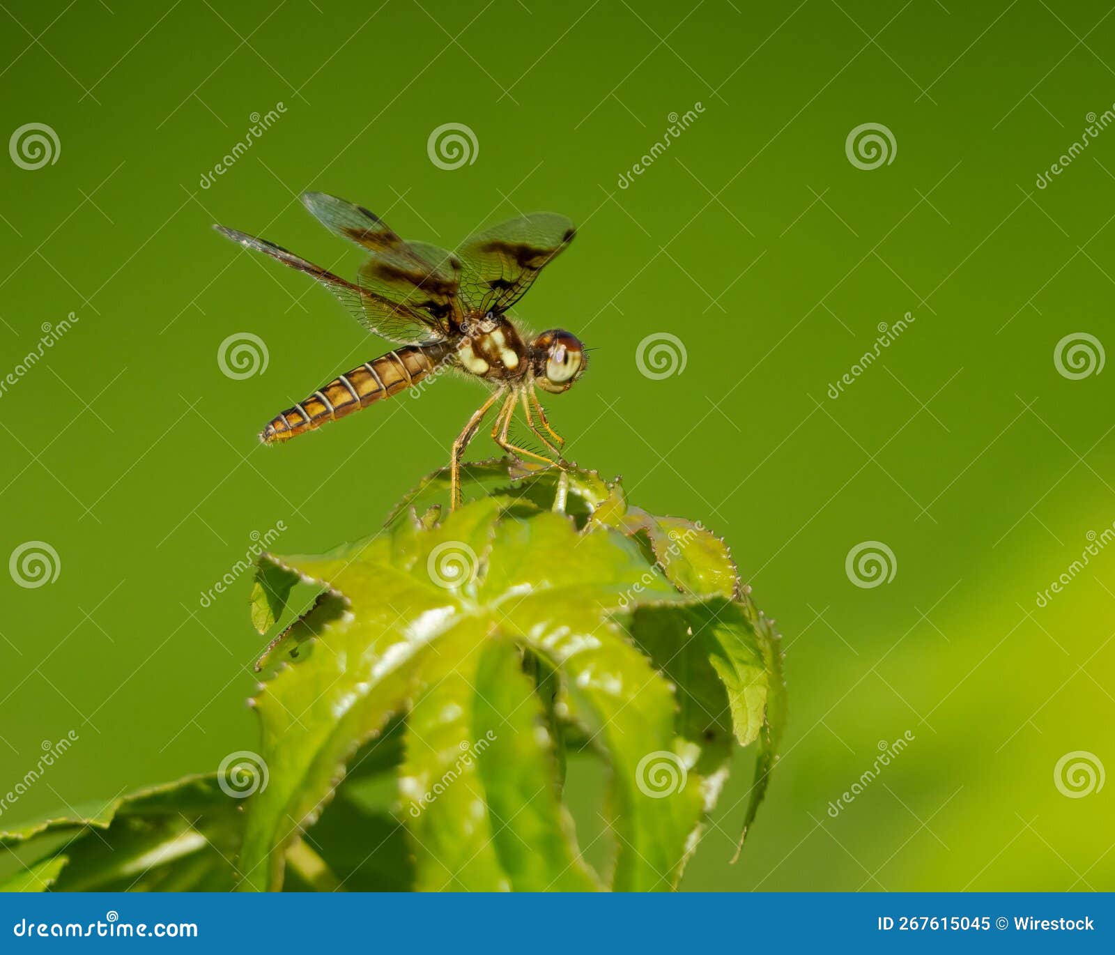 Eastern Amberwing Dragonfly Perching on Plant Leaf Stock Image - Image ...