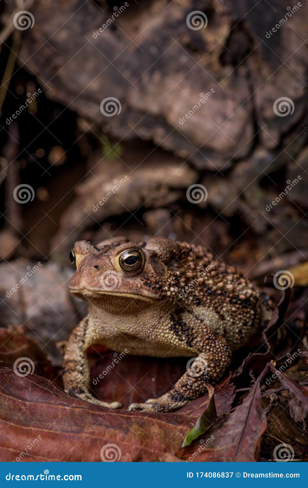 Eastern American Toad, Anaxyrus Americanus, Eye Level Perspective Front ...