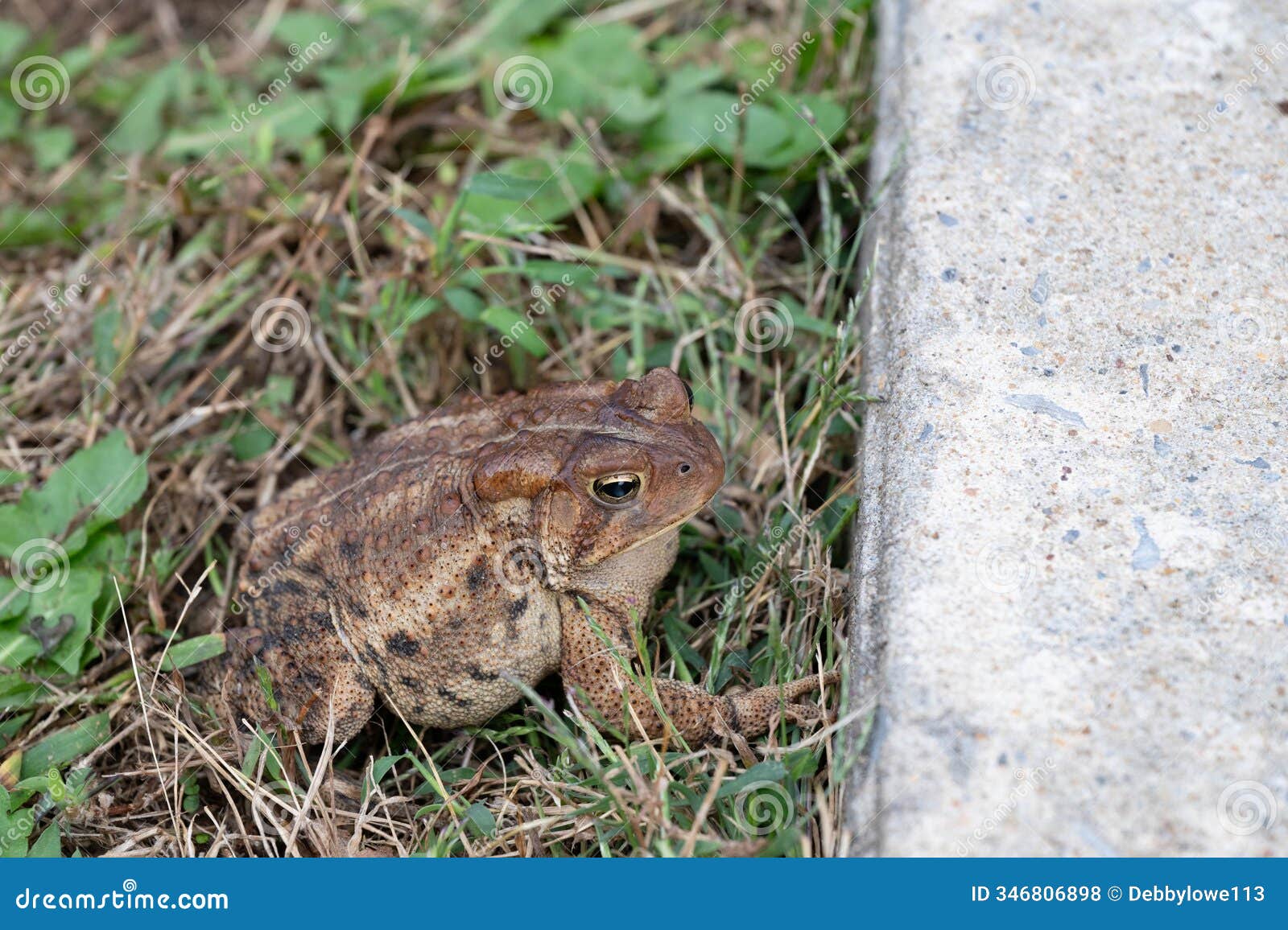 Eastern American Dwarf Toads Stock Photo | CartoonDealer.com #90890904