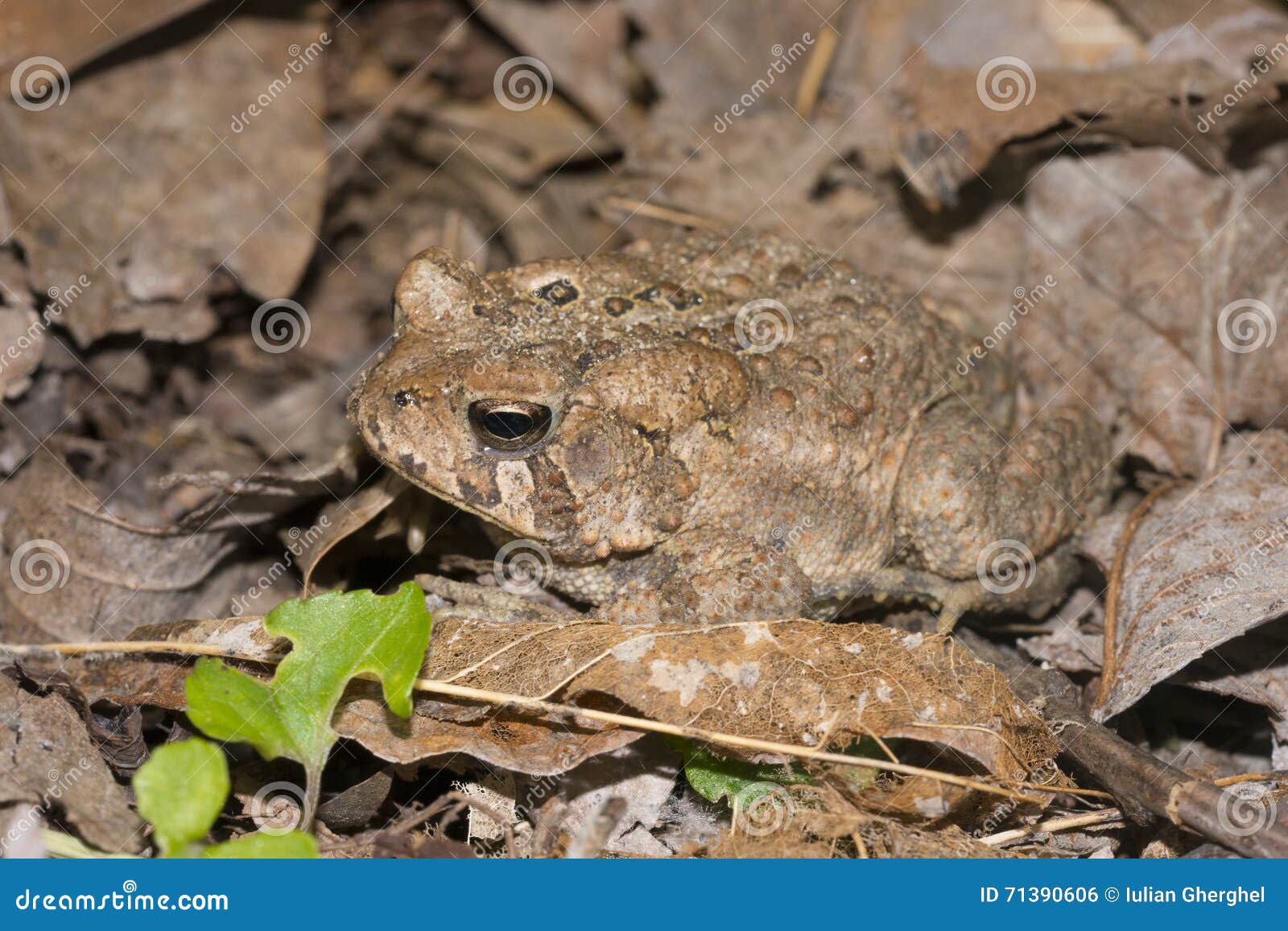 Eastern American Toad stock photo. Image of organism - 71390606