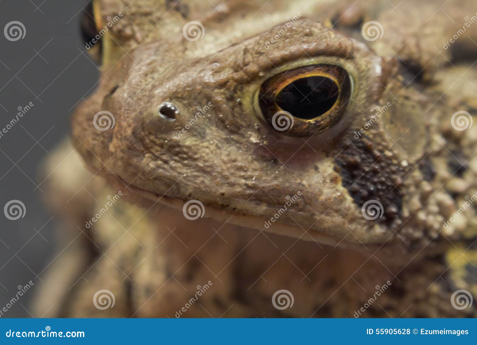 Eastern American Toad stock photo. Image of annoyed, green - 55905628