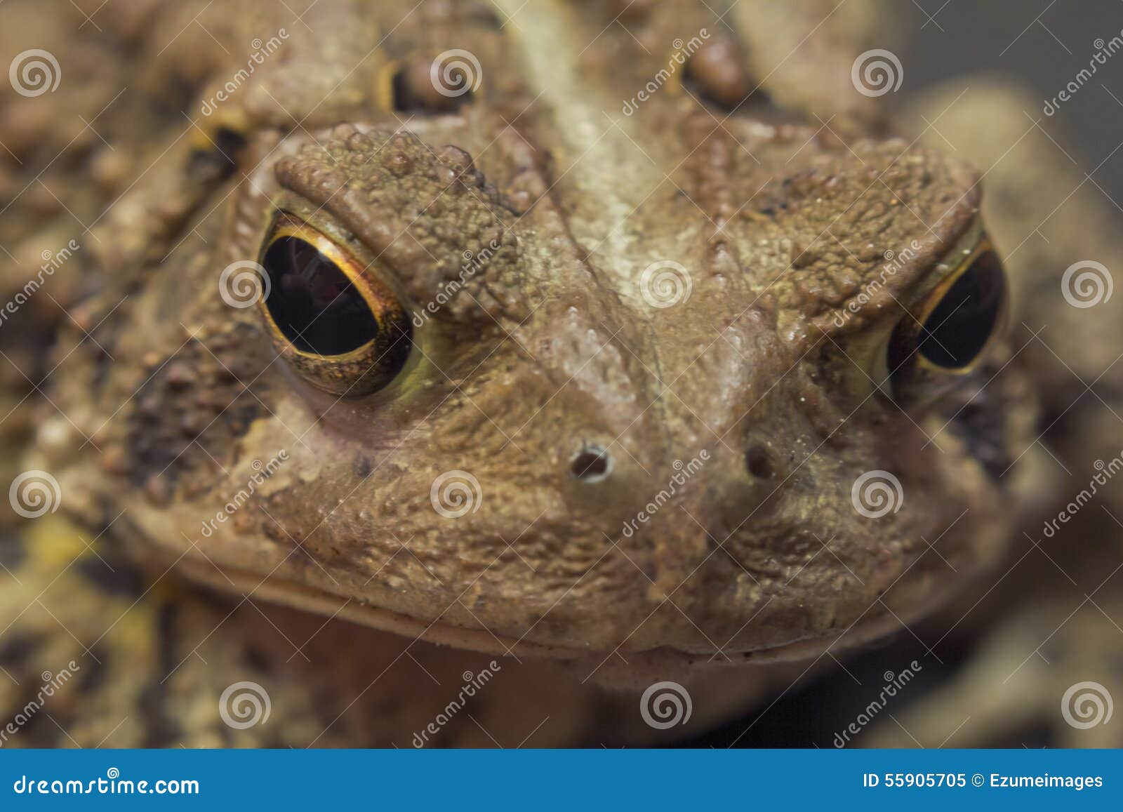Eastern American Toad stock image. Image of identification - 55905705