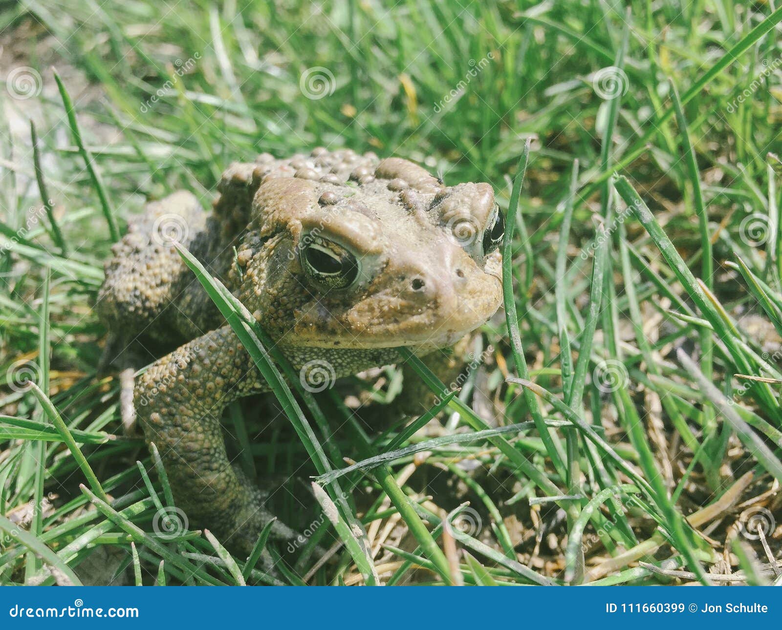 An eastern american toad stock image. Image of american - 111660399