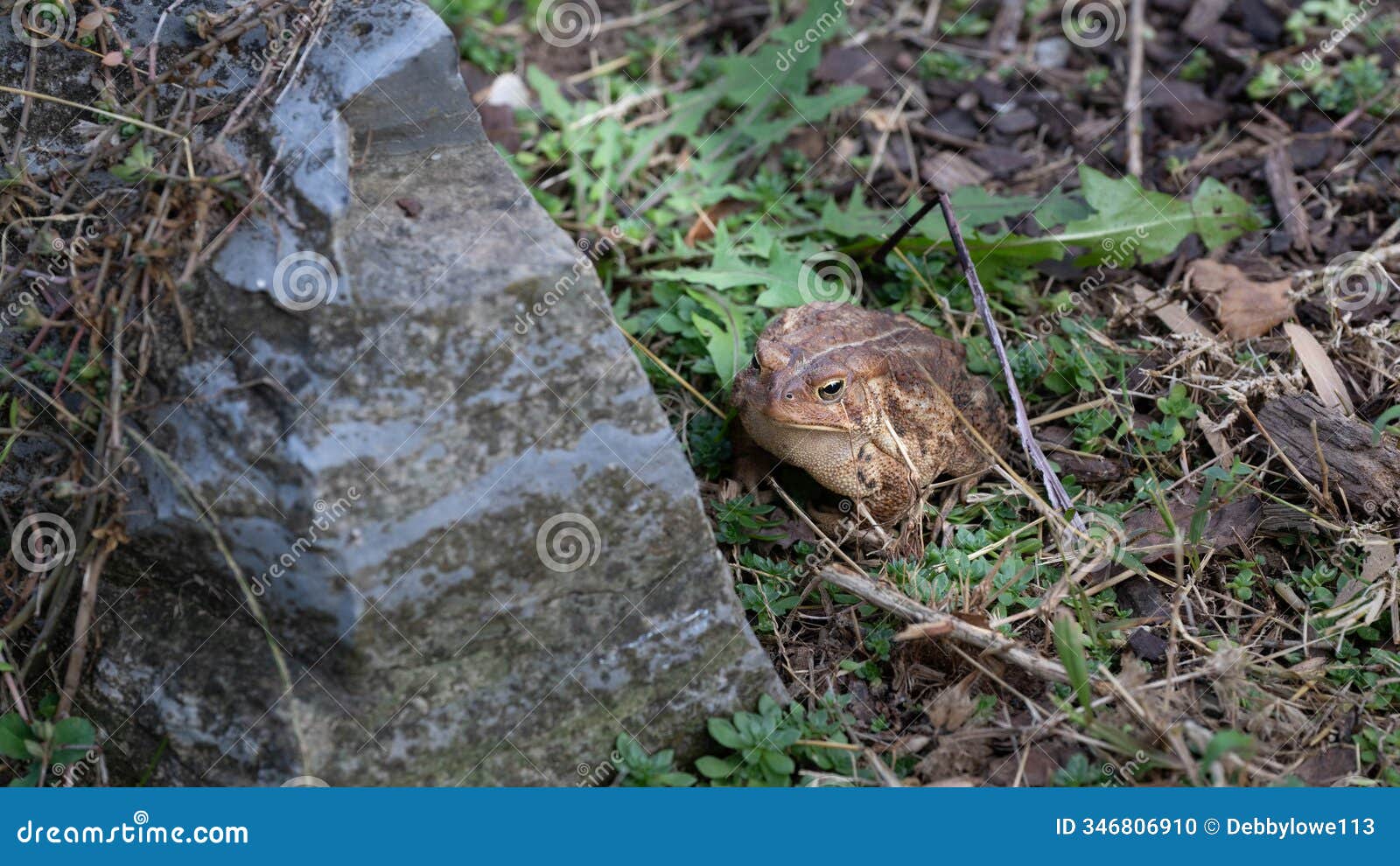 Eastern American Toad Looking at the Camera. Stock Photo - Image of ...