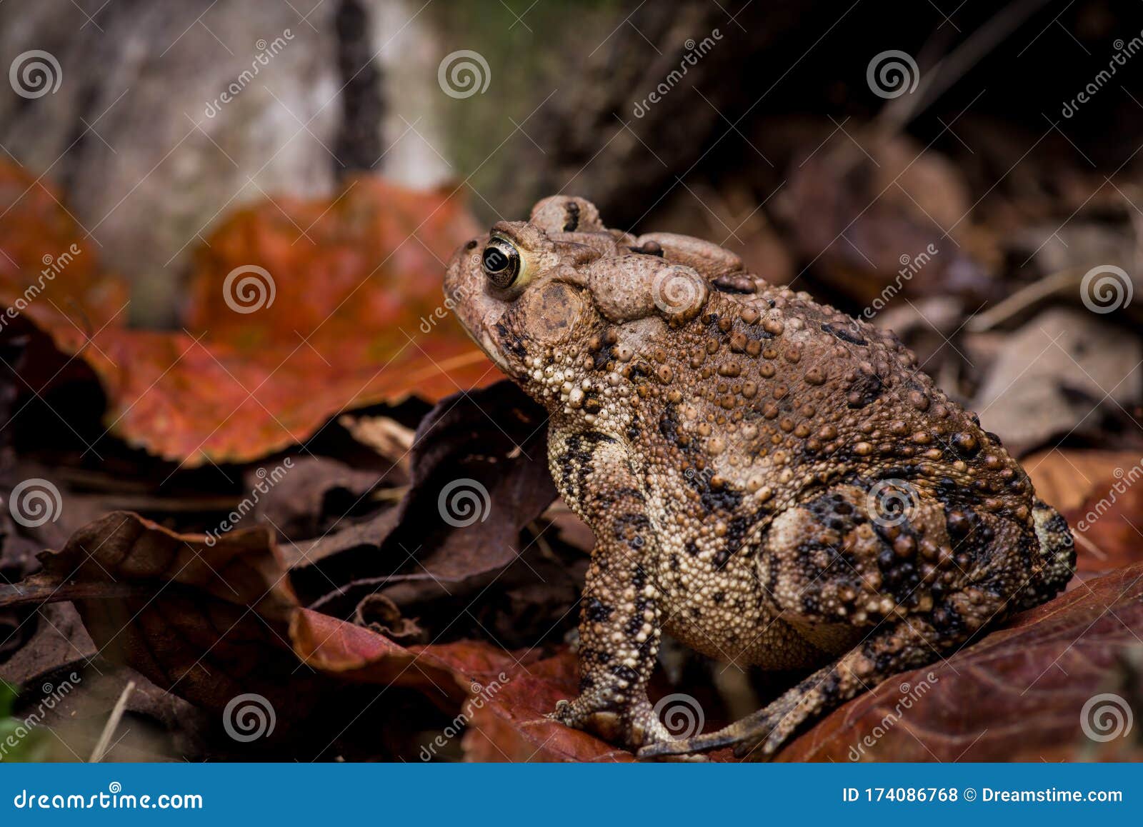 Eastern American Toad Low Perspective Left Side Portrait, with Cranial ...