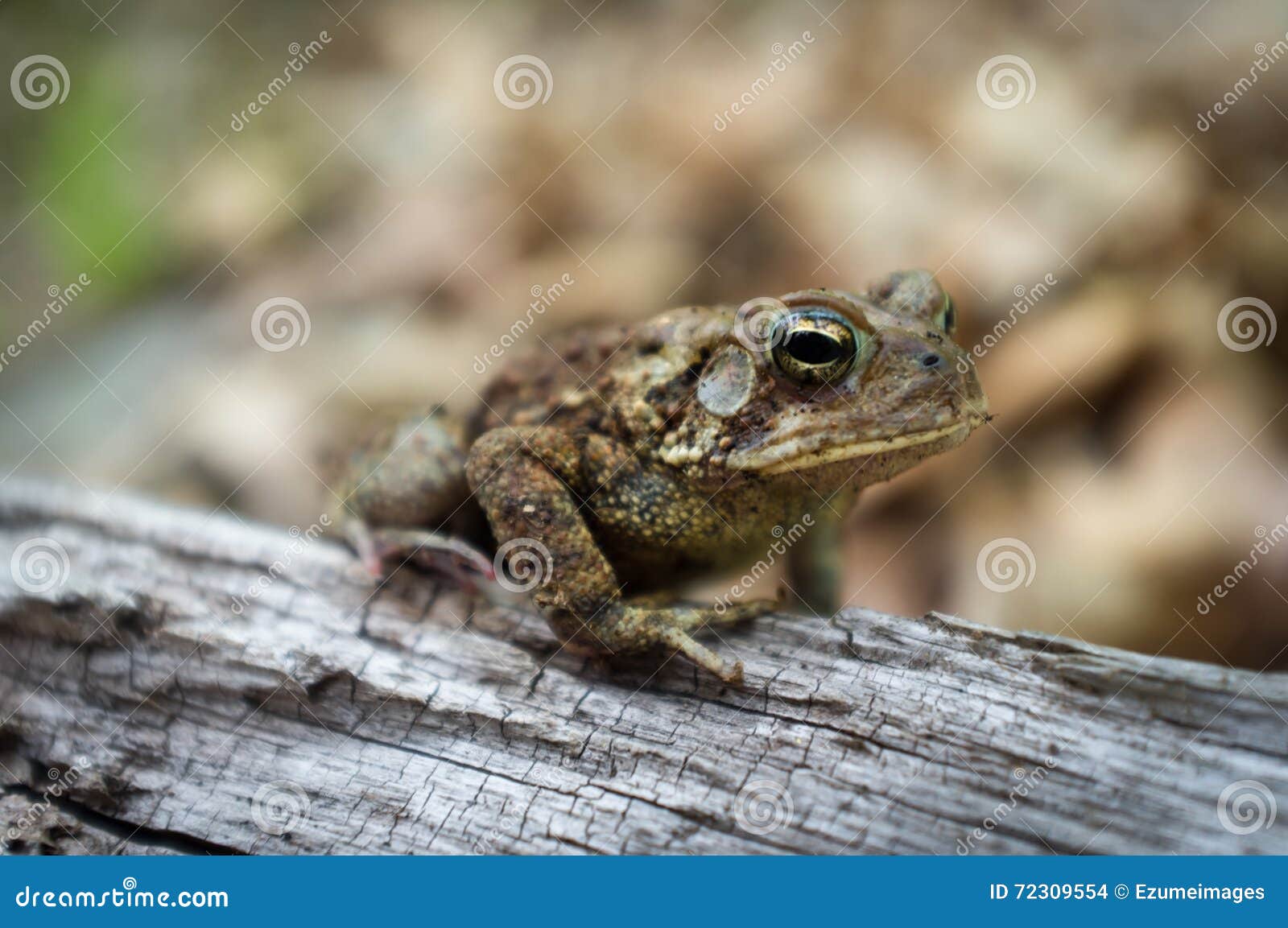 Eastern American Toad, Anaxyrus Americanus, Head Top View From Above ...