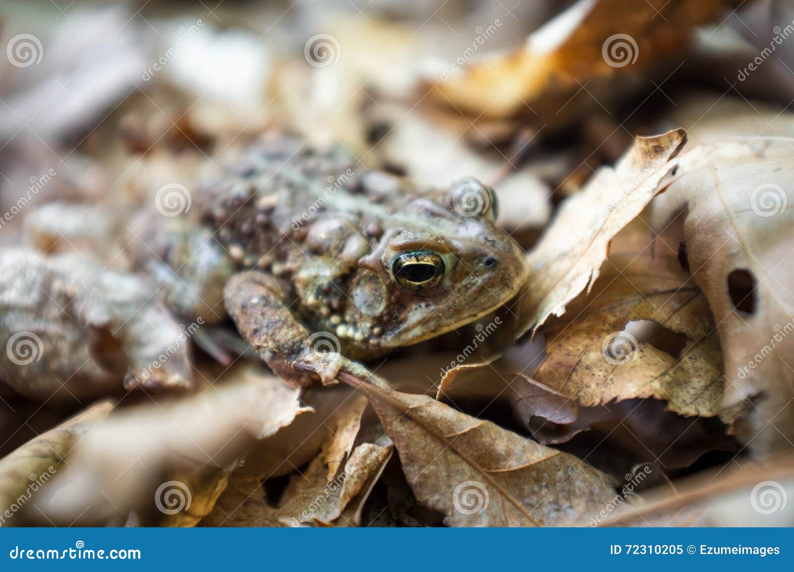 Eastern American Toad, Anaxyrus Americanus, Head Top View From Above ...