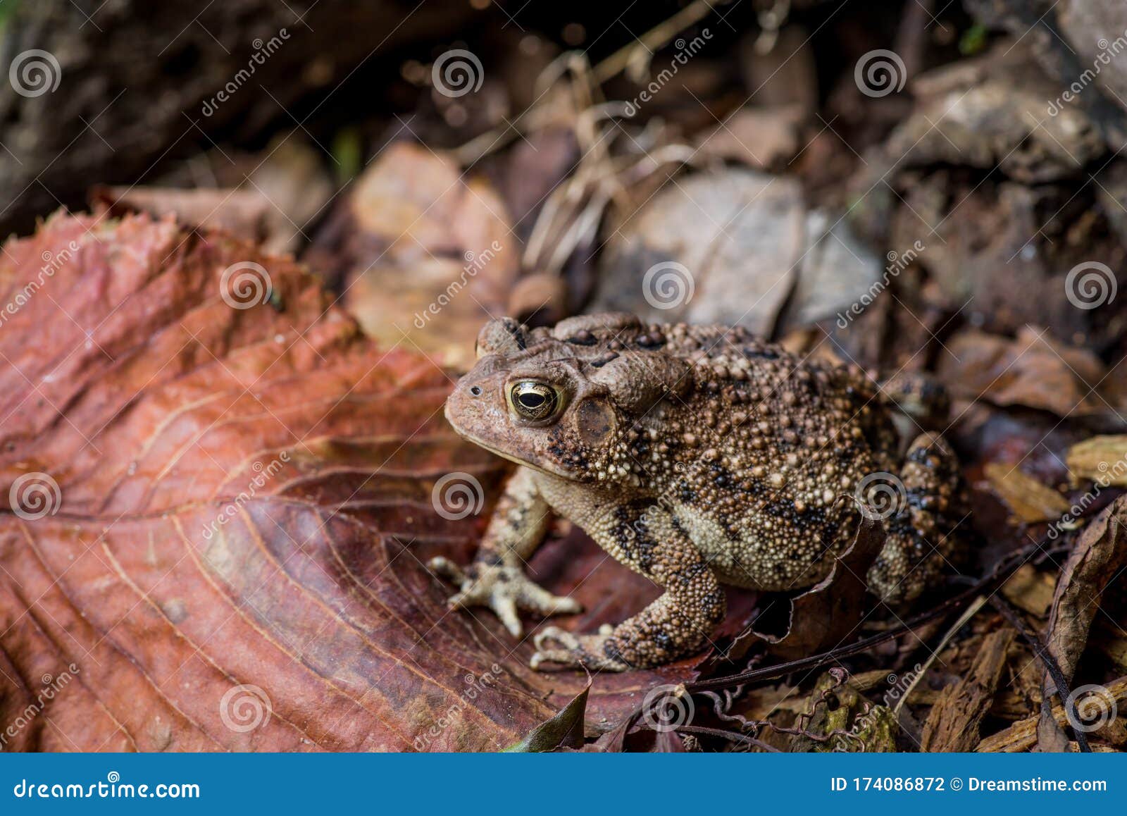 Eastern American Toad Sitting on Dry Leaves Front Left Side Slightly ...