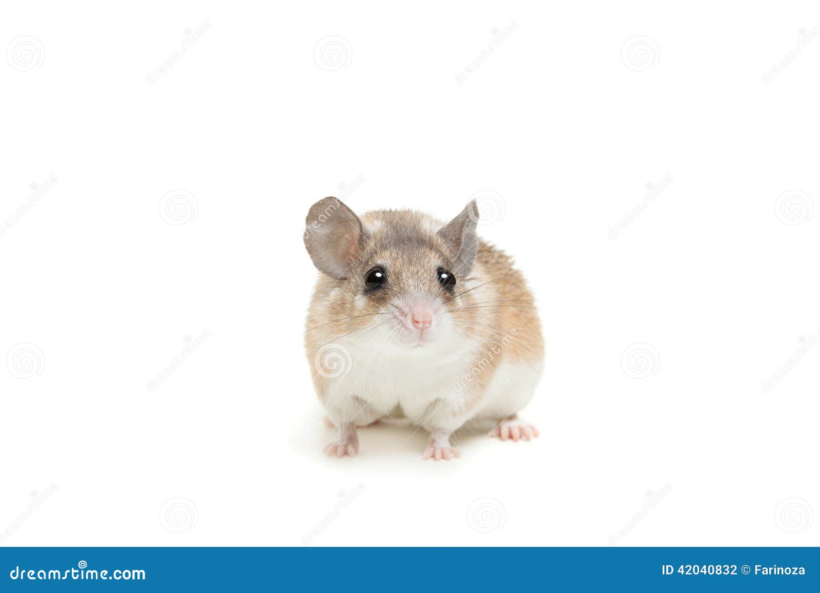 Eastern or Arabian Spiny Mouse, Acomys Dimidiatus Stock Photo - Image ...