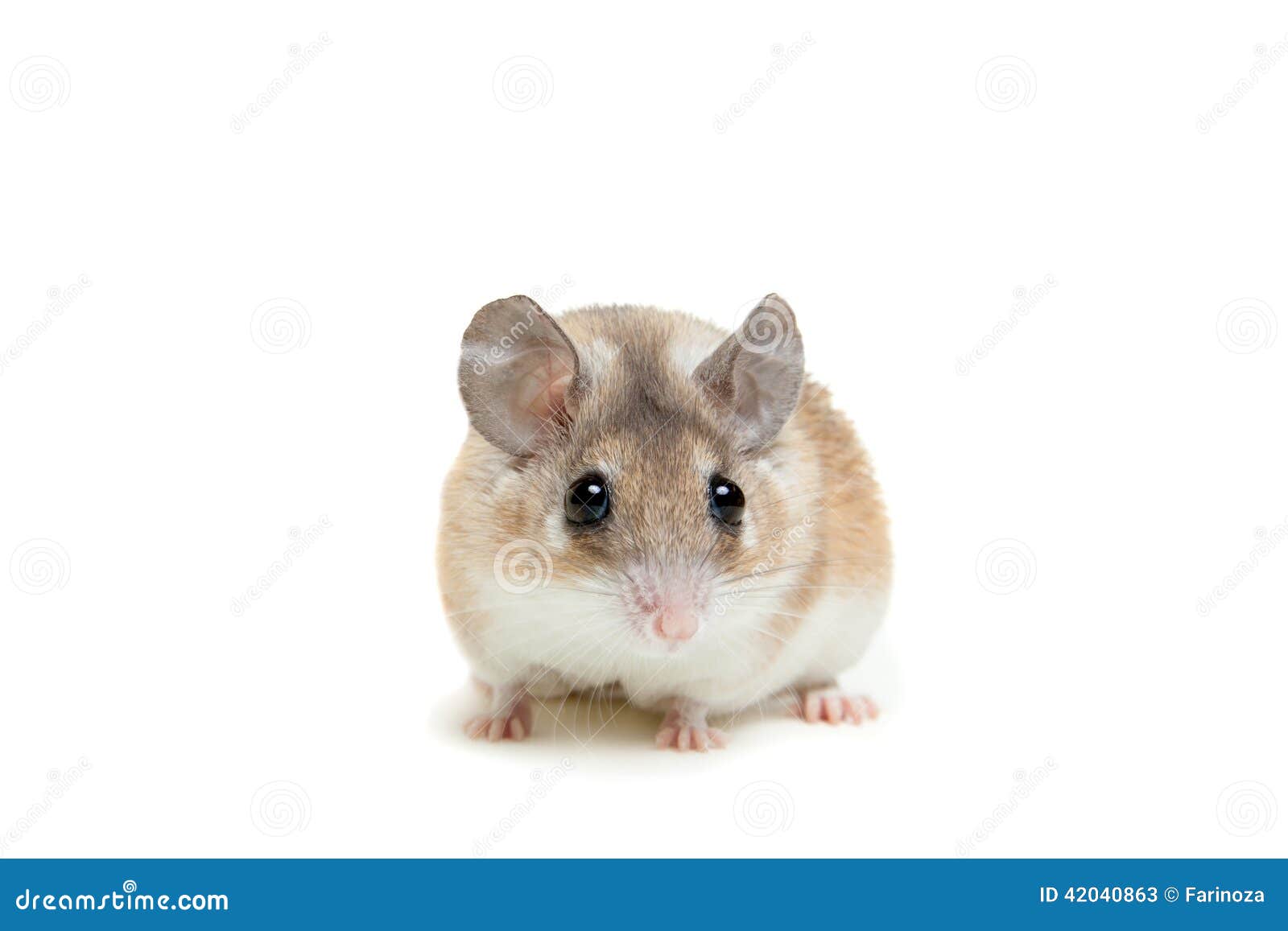 Eastern or Arabian Spiny Mouse, Acomys Dimidiatus Stock Image - Image ...