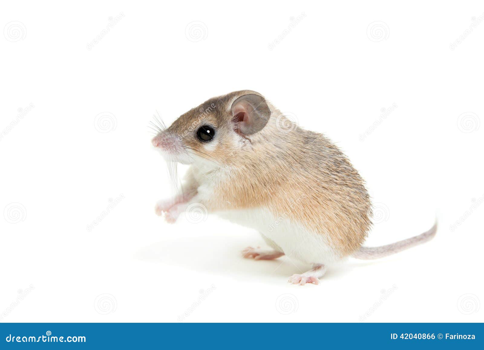 Eastern or Arabian Spiny Mouse, Acomys Dimidiatus Stock Photo - Image ...