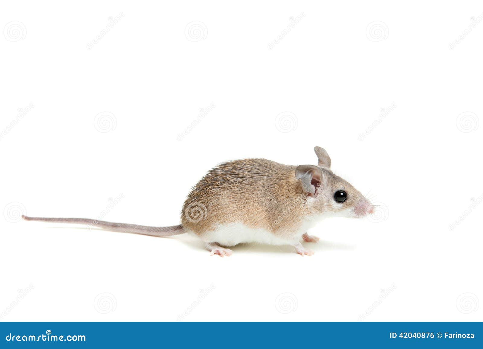 Eastern or Arabian Spiny Mouse, Acomys Dimidiatus Stock Photo - Image ...