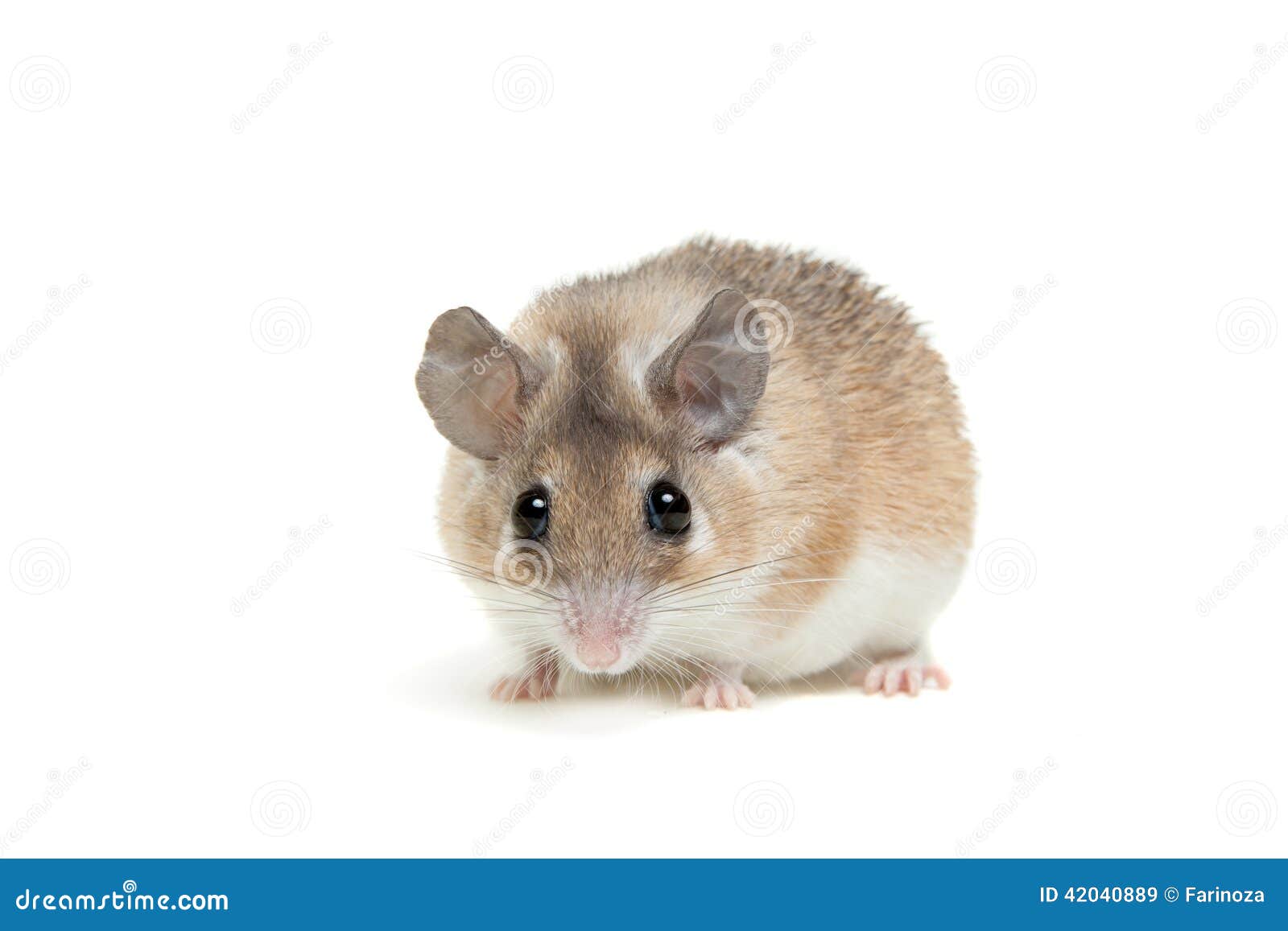 Eastern or Arabian Spiny Mouse, Acomys Dimidiatus Stock Image - Image ...