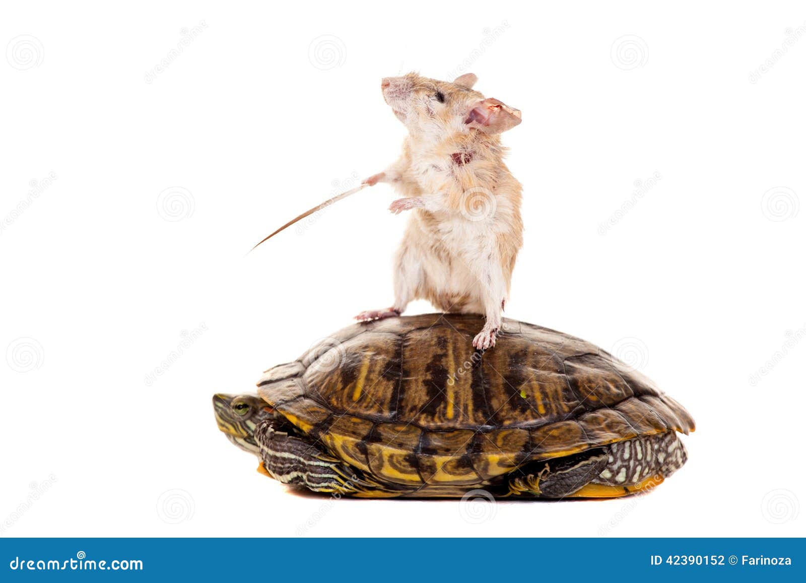 Eastern or Arabian Spiny Mouse, Acomys Dimidiatus Stock Photo - Image ...