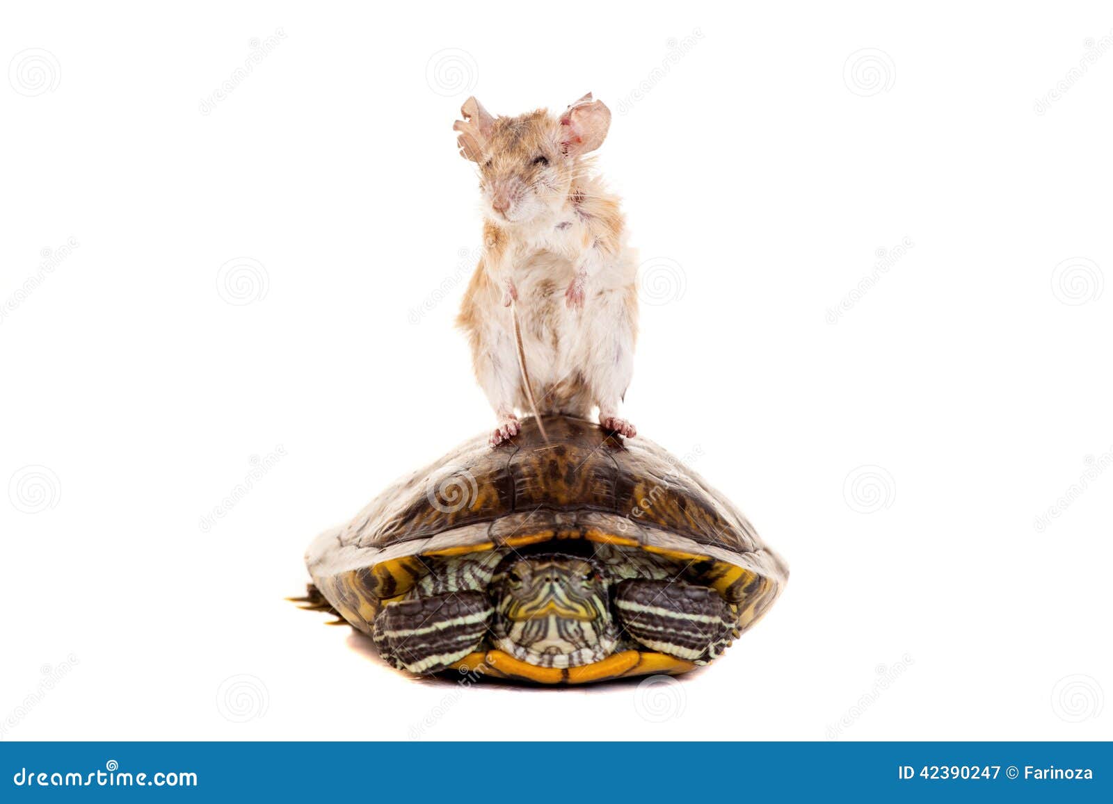 Eastern or Arabian Spiny Mouse, Acomys Dimidiatus Stock Image - Image ...