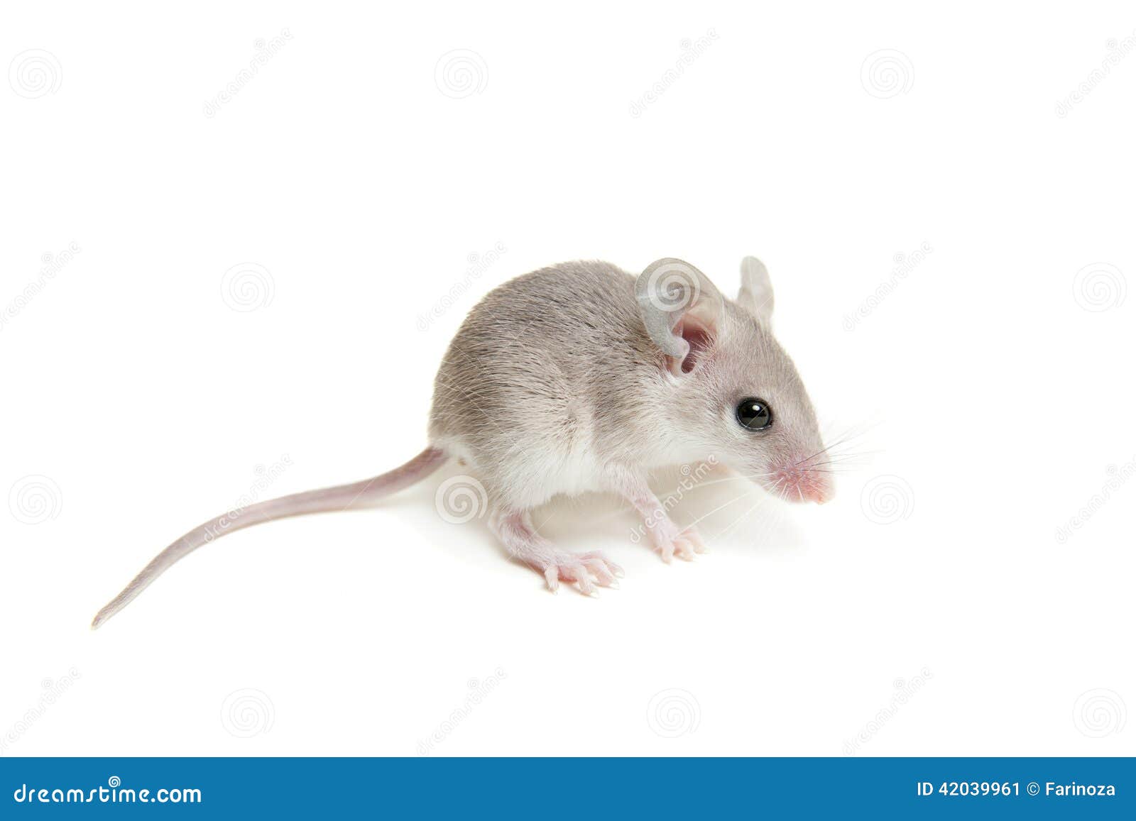 Eastern or Arabian Spiny Mouse Baby on White Stock Image - Image of ...