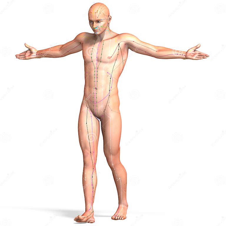Eastern Or Asian Acupuncture And Acupressure Points On A Male Body