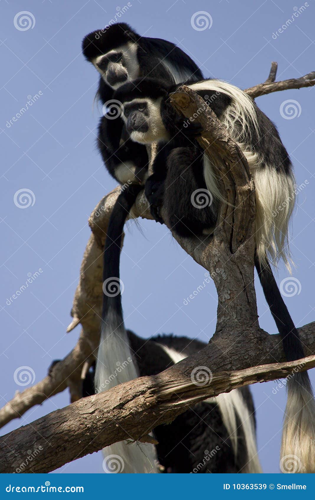 Eastern Black-and-white Colobus Stock Image - Image of monkey ...