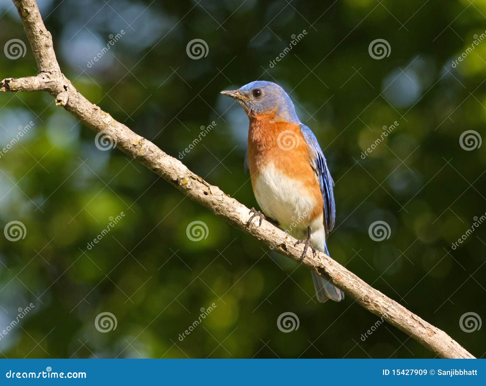 Eastern Blue Bird stock image. Image of bird, small, spring - 15427909