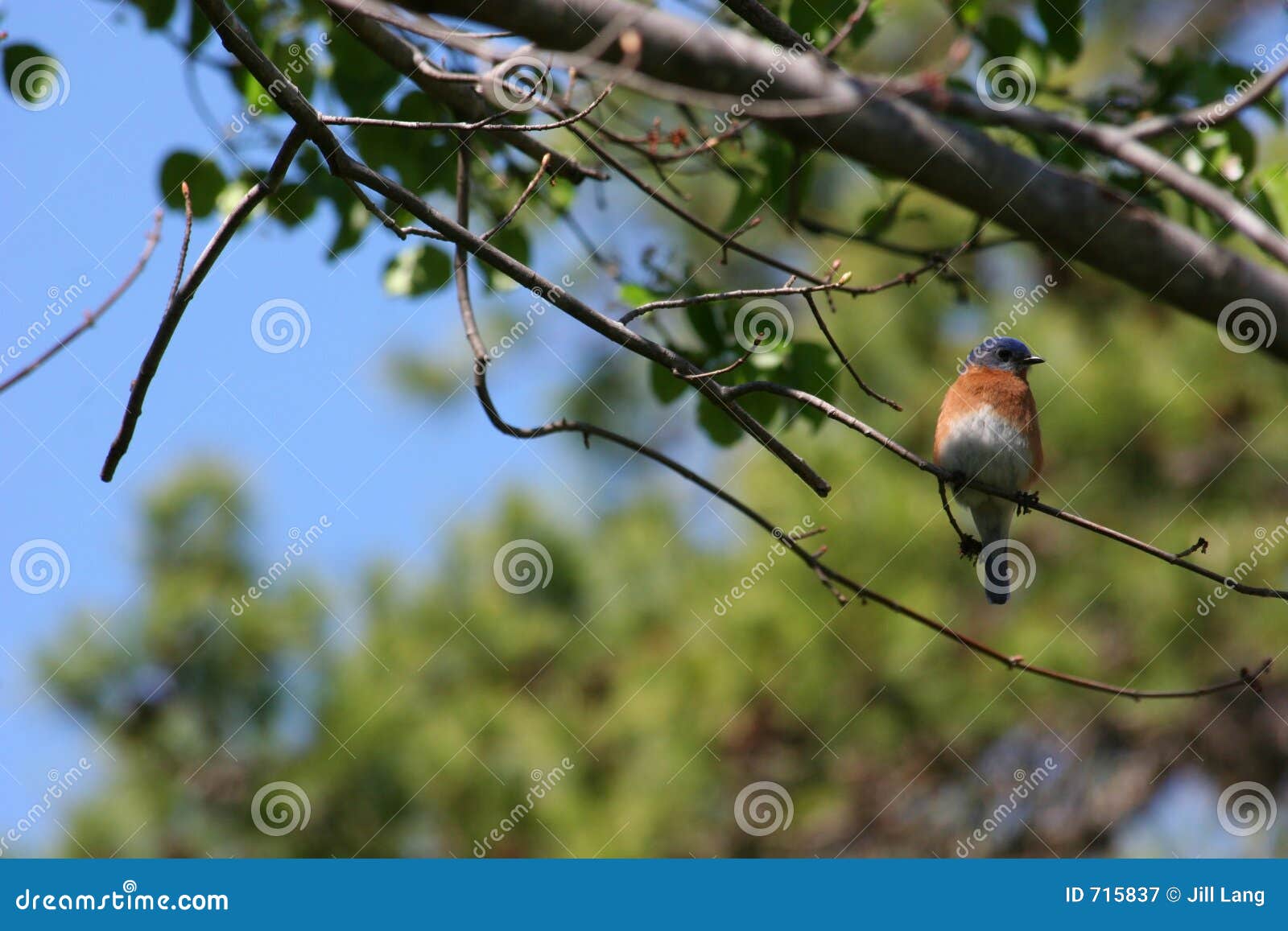Eastern Blue Bird stock image. Image of beauty, pink, beautiful - 715837