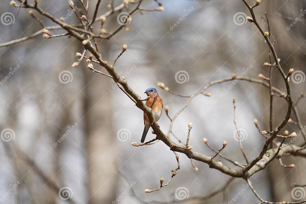 Eastern blue bird stock photo. Image of freezing, wildlife - 335297778