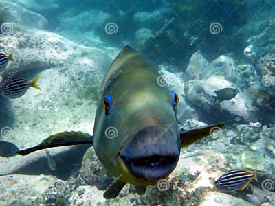 Eastern Blue Groper stock photo. Image of fish, groper - 49245334