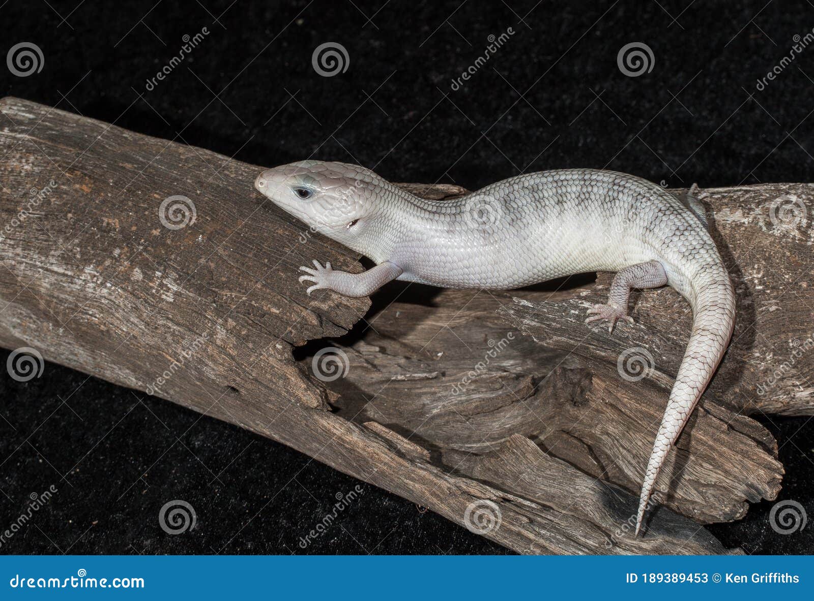 Eastern Blue-tongue Lizard stock image. Image of scincoides - 189389453