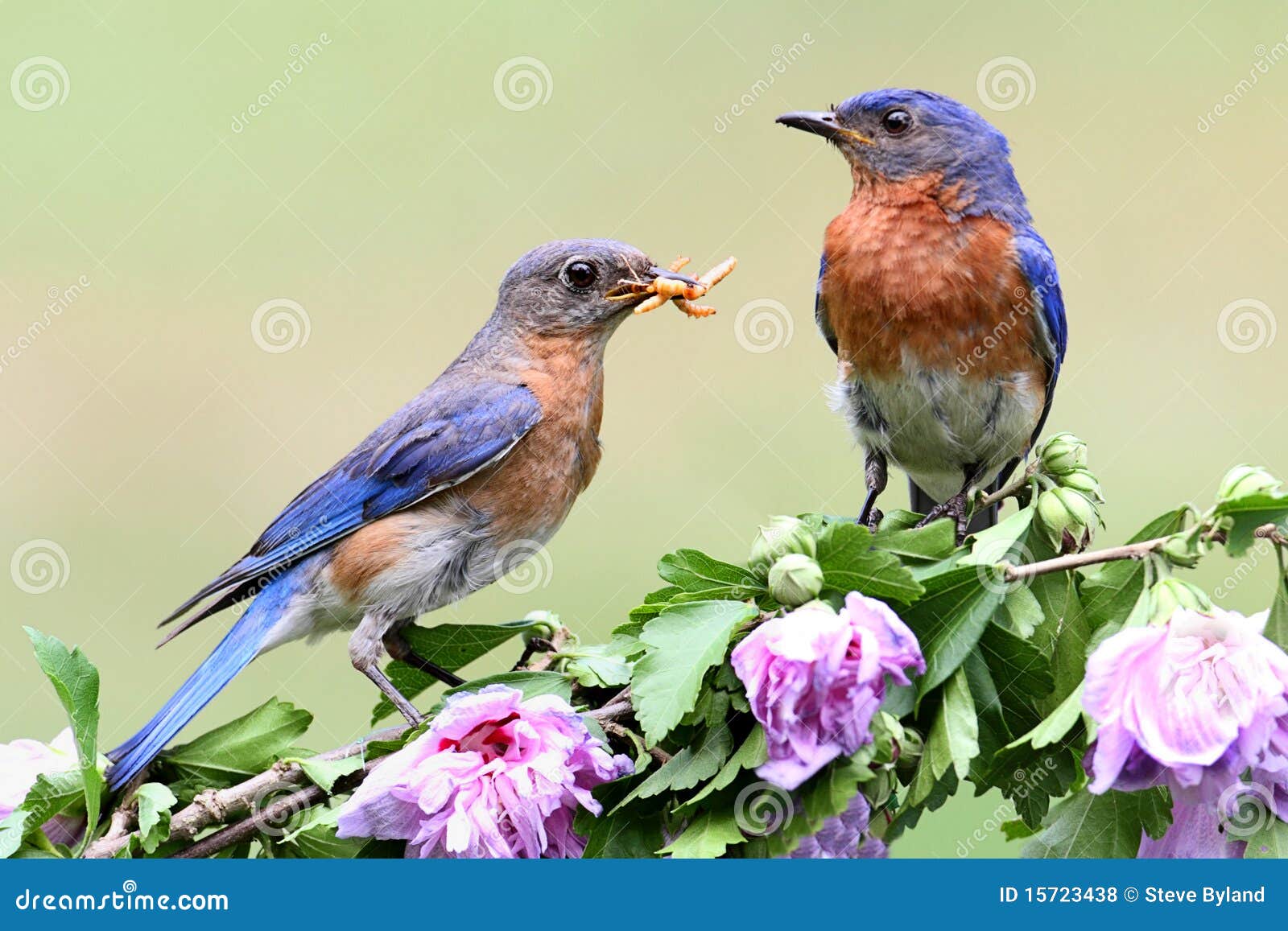 Eastern Bluebird stock photo. Image of bluebird, forest - 15723438