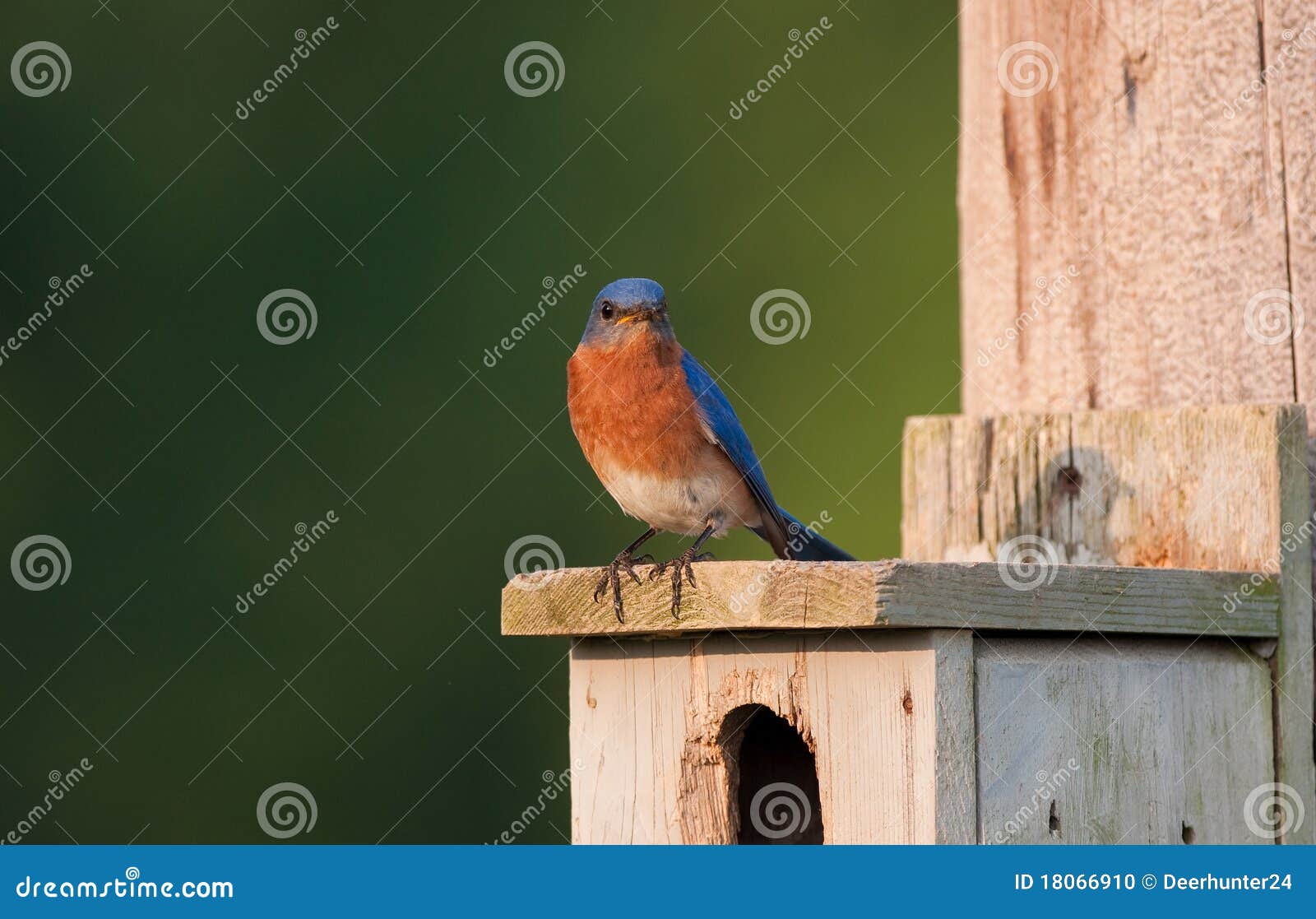 Eastern Bluebird stock photo. Image of perched, eastern - 18066910