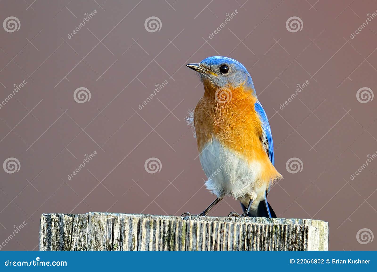 Eastern Bluebird stock photo. Image of blue, nest, male - 22066802