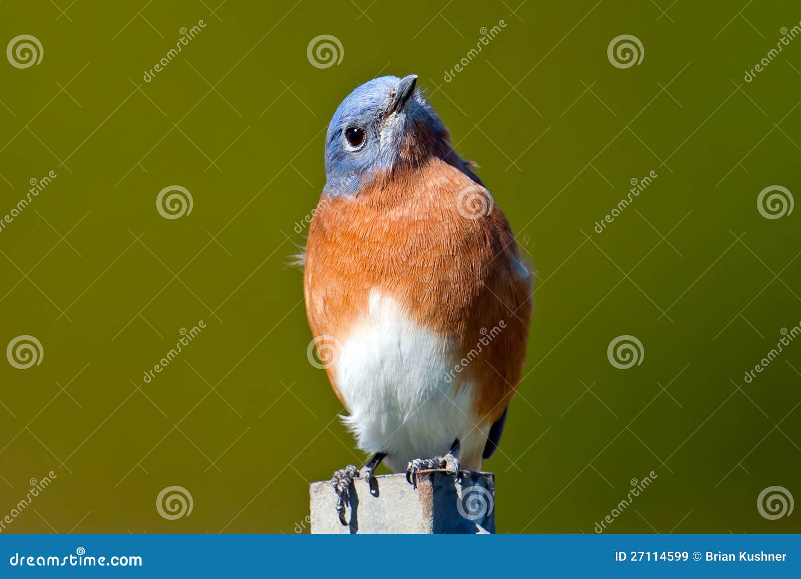 Eastern Bluebird stock image. Image of blue, yellow, nest - 27114599