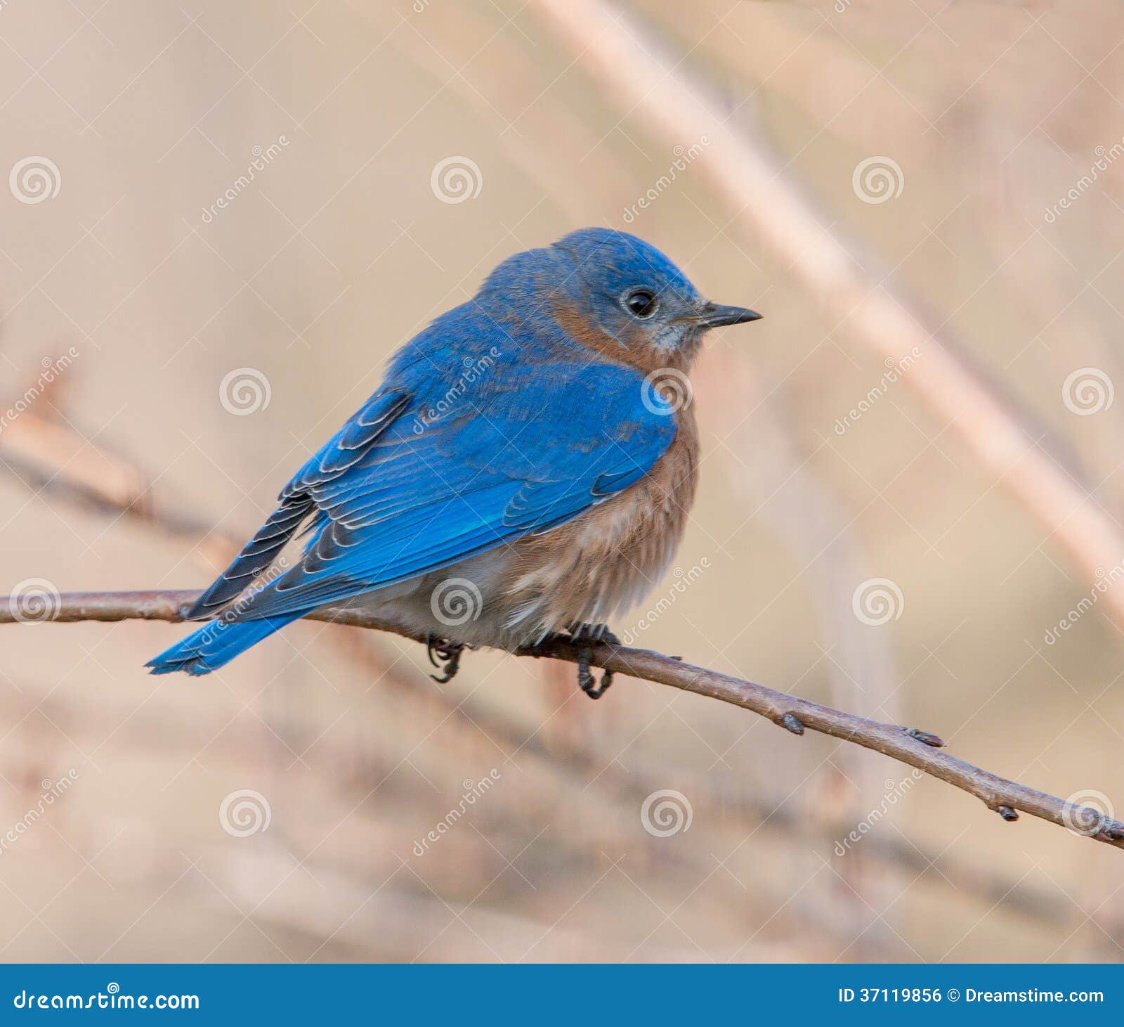 Eastern Bluebird stock photo. Image of blue, spring, brown - 37119856