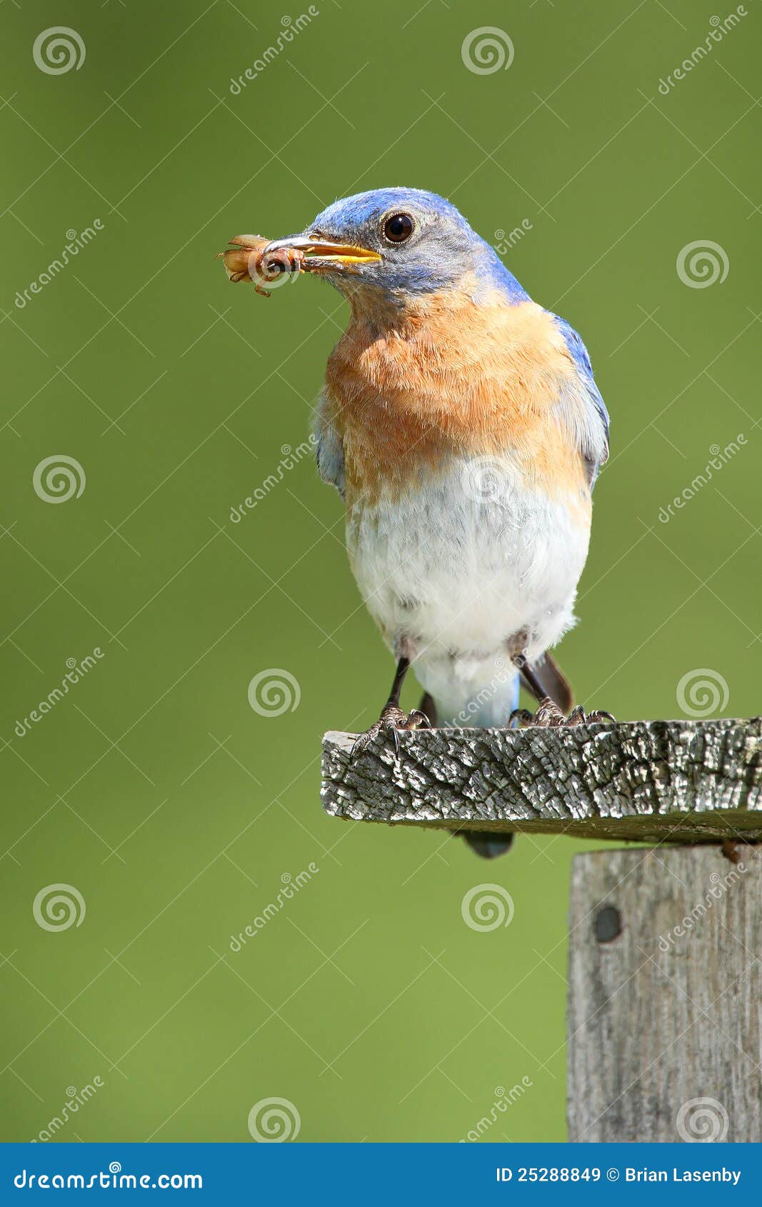Eastern Bluebird with a Beetle in Its Beak Stock Image - Image of ...