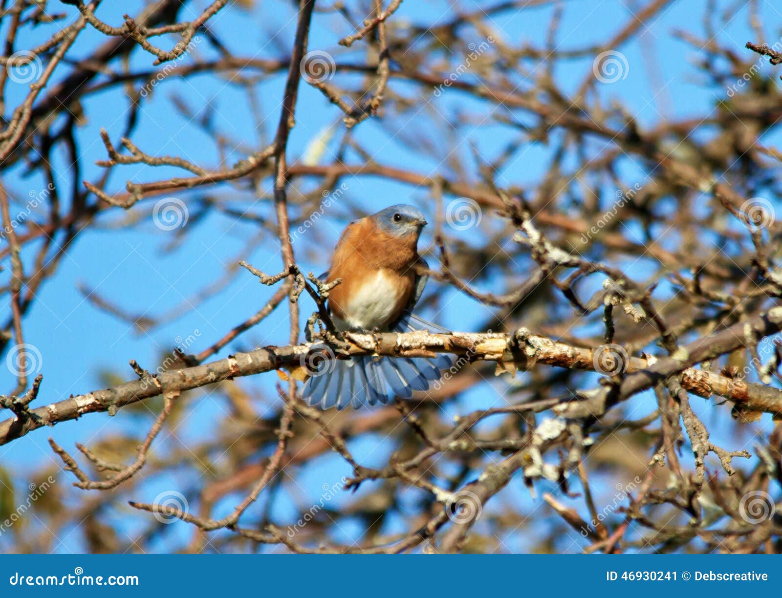 Eastern Bluebird stock image. Image of limb, ornithology - 46930241