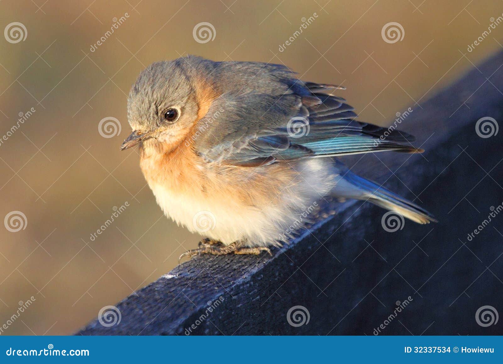 Eastern Bluebird Chick stock photo. Image of sialia, fence - 32337534