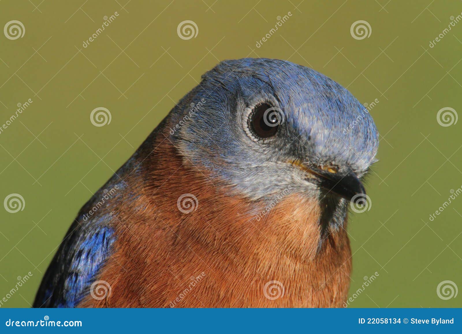 222 Eastern Bluebird Closeup Stock Photos - Free & Royalty-Free Stock ...