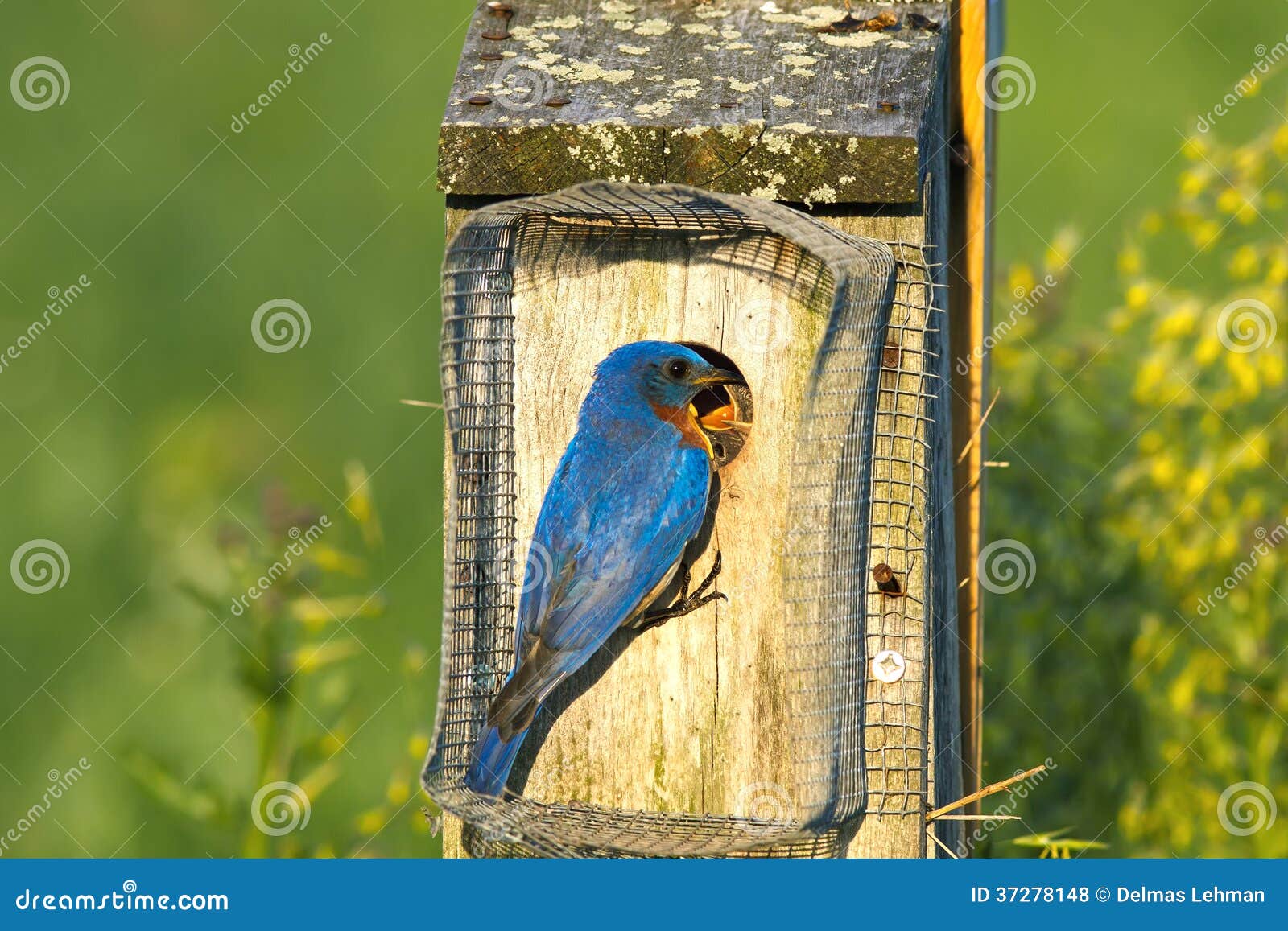 Eastern Bluebird Feeding stock photo. Image of eastern - 37278148