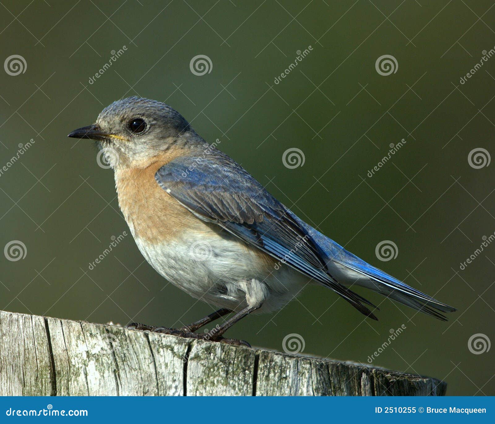 Eastern Bluebird Female stock image. Image of outdoors - 2510255